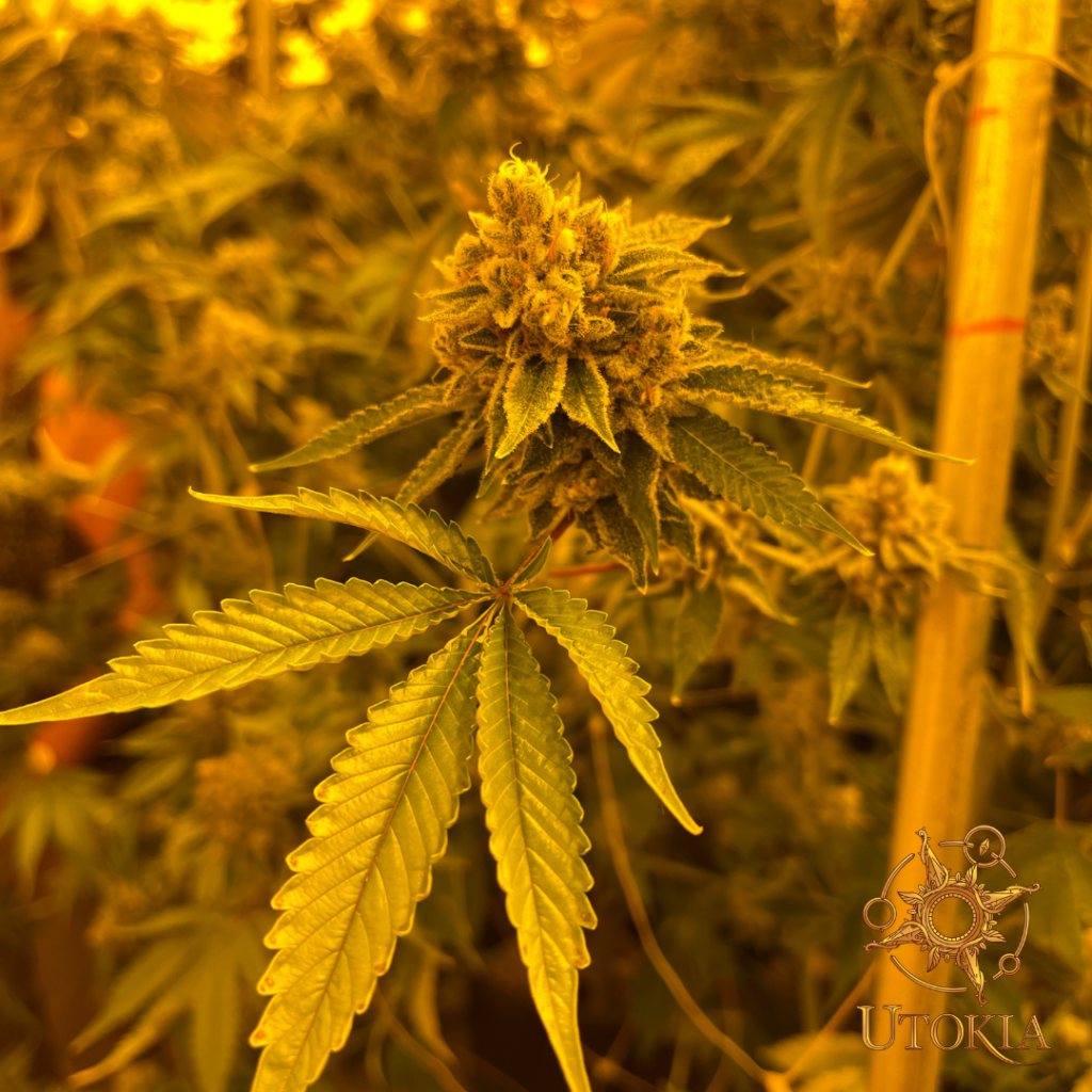 Utokia: Craft Cannabis, Adventure and A Crazy Cat Lady Quest ...